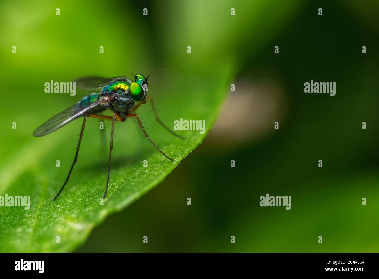 Long legged fly ( Condylostylus ) eyes focused on a leaf with blurred ...