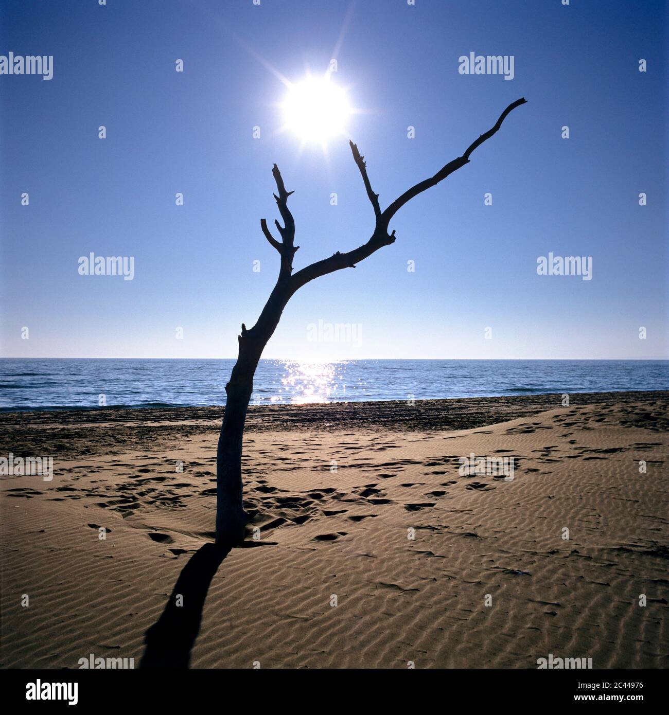 Wide tree trunk hi-res stock photography and images - Alamy