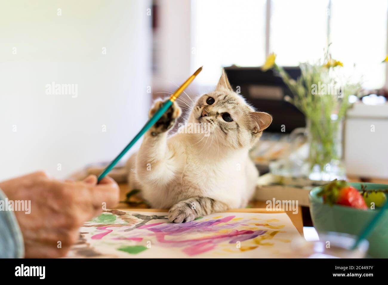 Cute cat reaching paintbrush held by senior man at home Stock Photo - Alamy