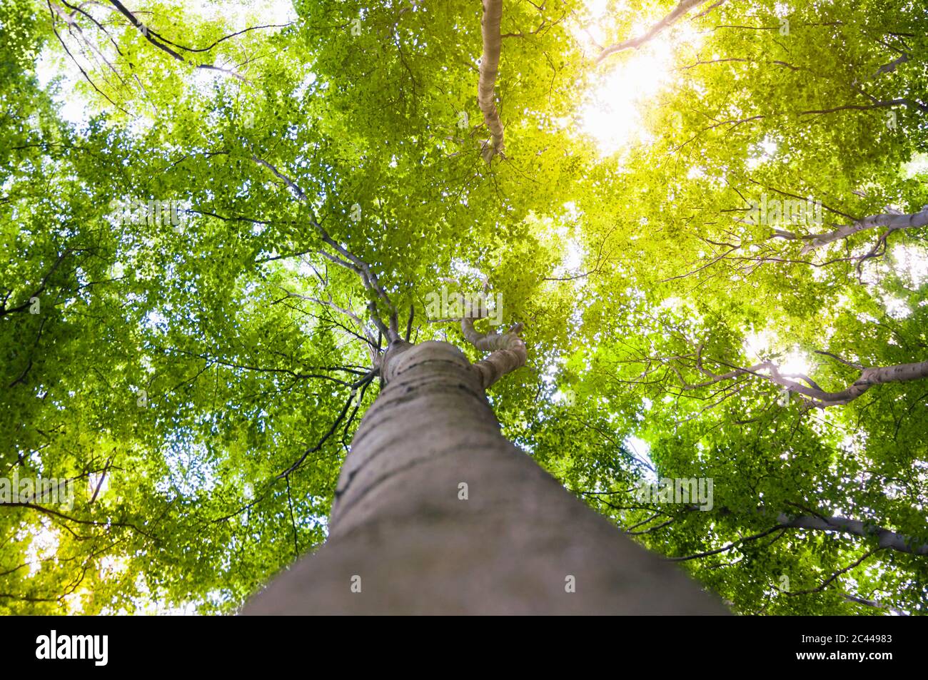 Canopy of green tree in forest Stock Photo - Alamy