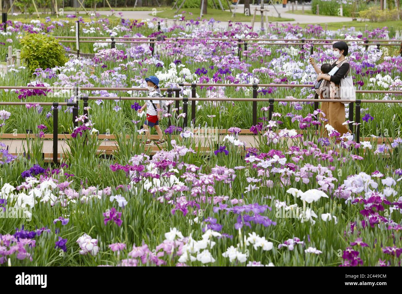 Japanese iris flowers are in full bloom at the Horikiri Shobu-En garden ...
