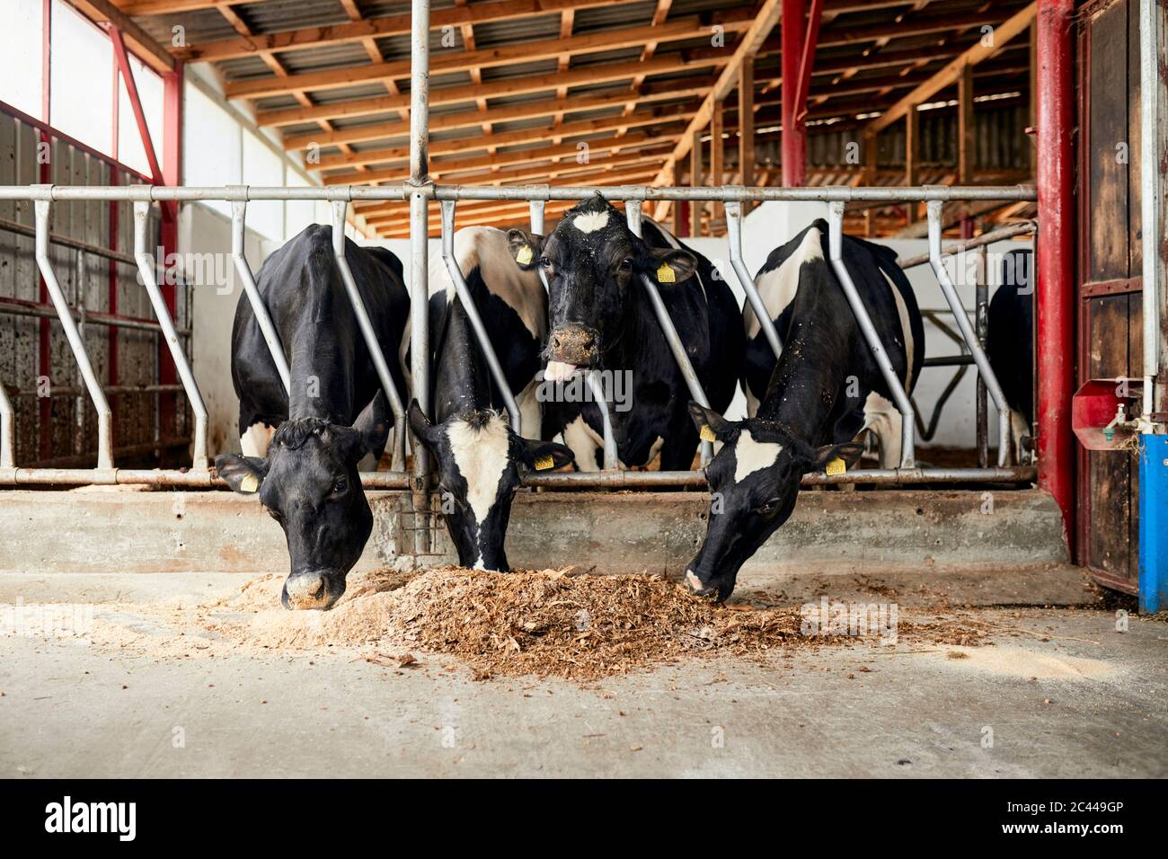 Cattle pens hi-res stock photography and images - Alamy