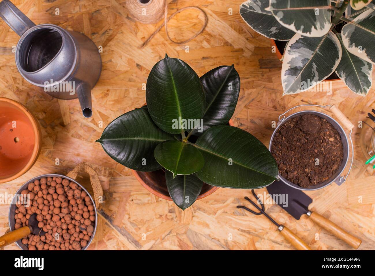 Various gardening equipment and potted rubber fig (Ficus elastica ...