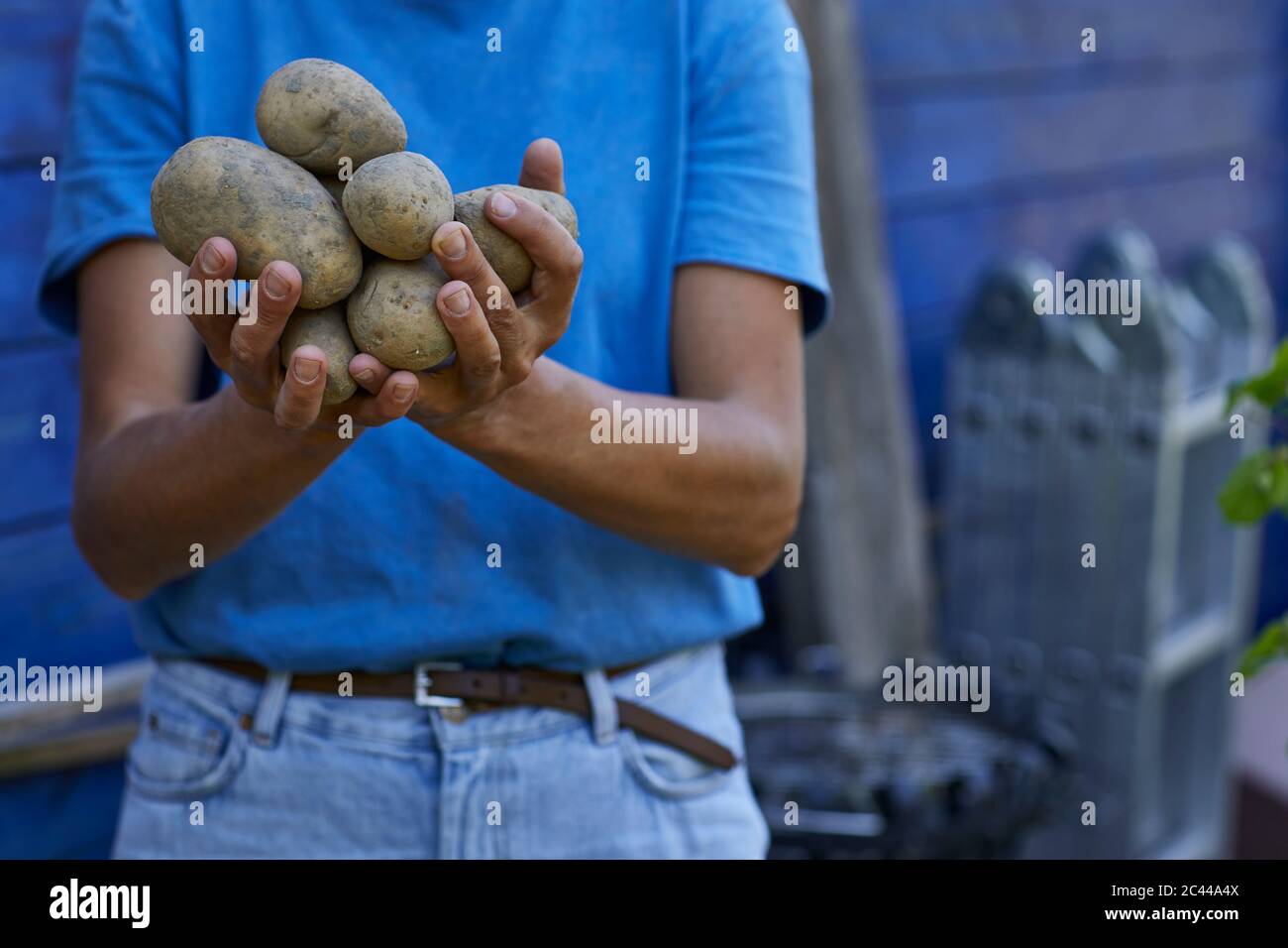 Close-up of woman holding potatoes at garden shed Stock Photo - Alamy