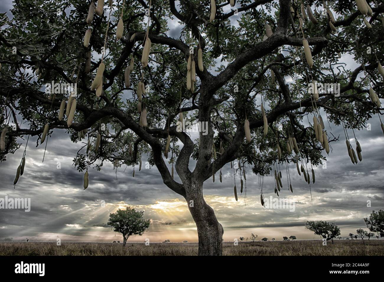Garamba national park congo hi-res stock photography and images - Alamy