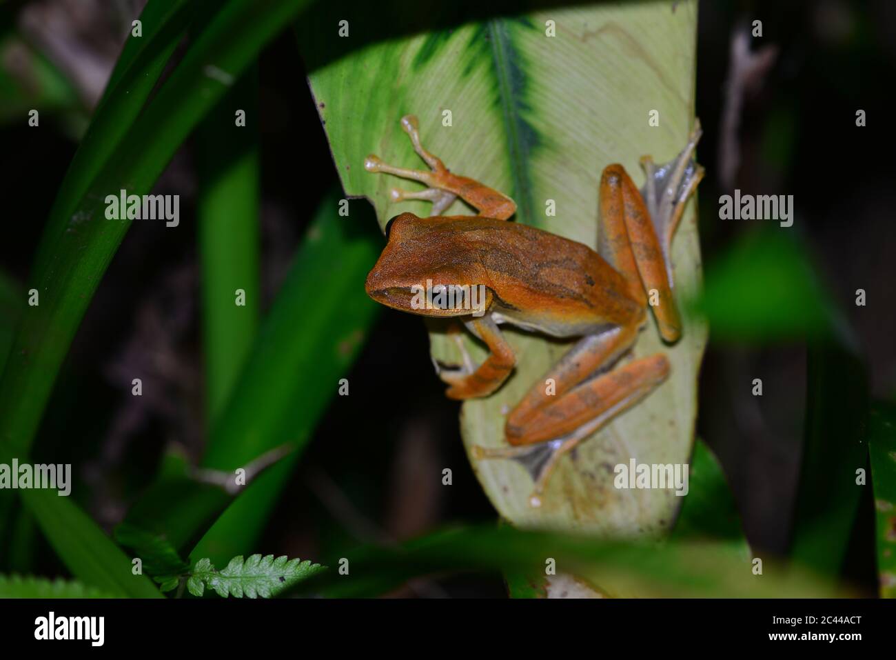 Striped tree frog hi-res stock photography and images - Alamy