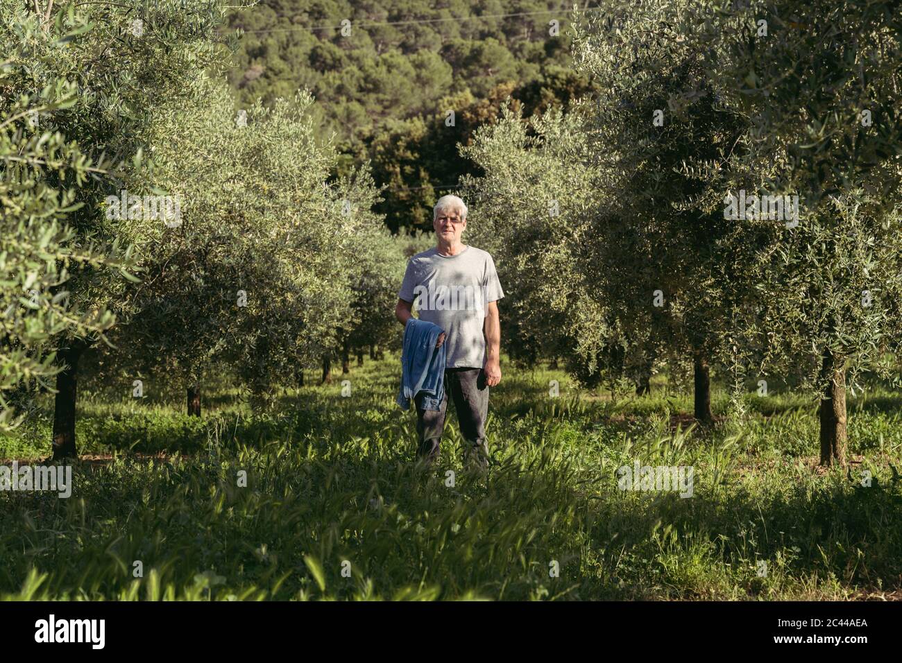 Row trees hi-res stock photography and images - Alamy