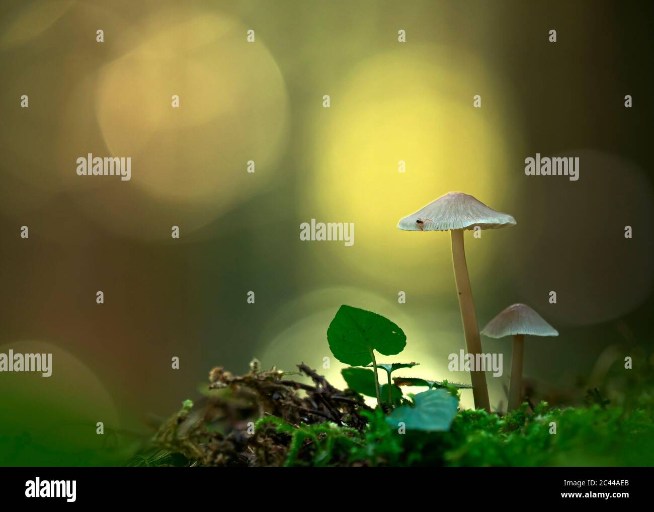Mycena mushrooms hi-res stock photography and images - Alamy