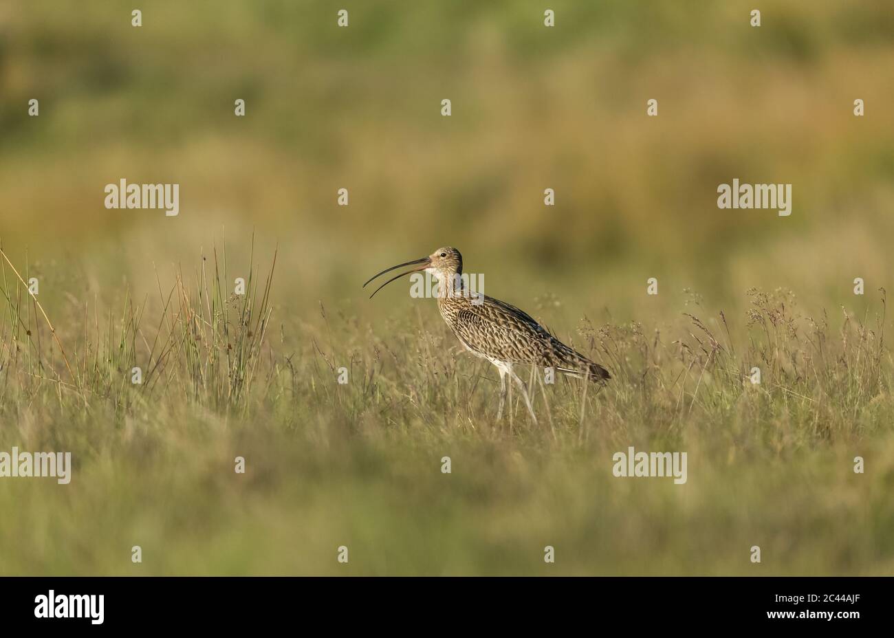 Curlew (Scientific name: Numenius Arquata) Adult Curlew calling with ...