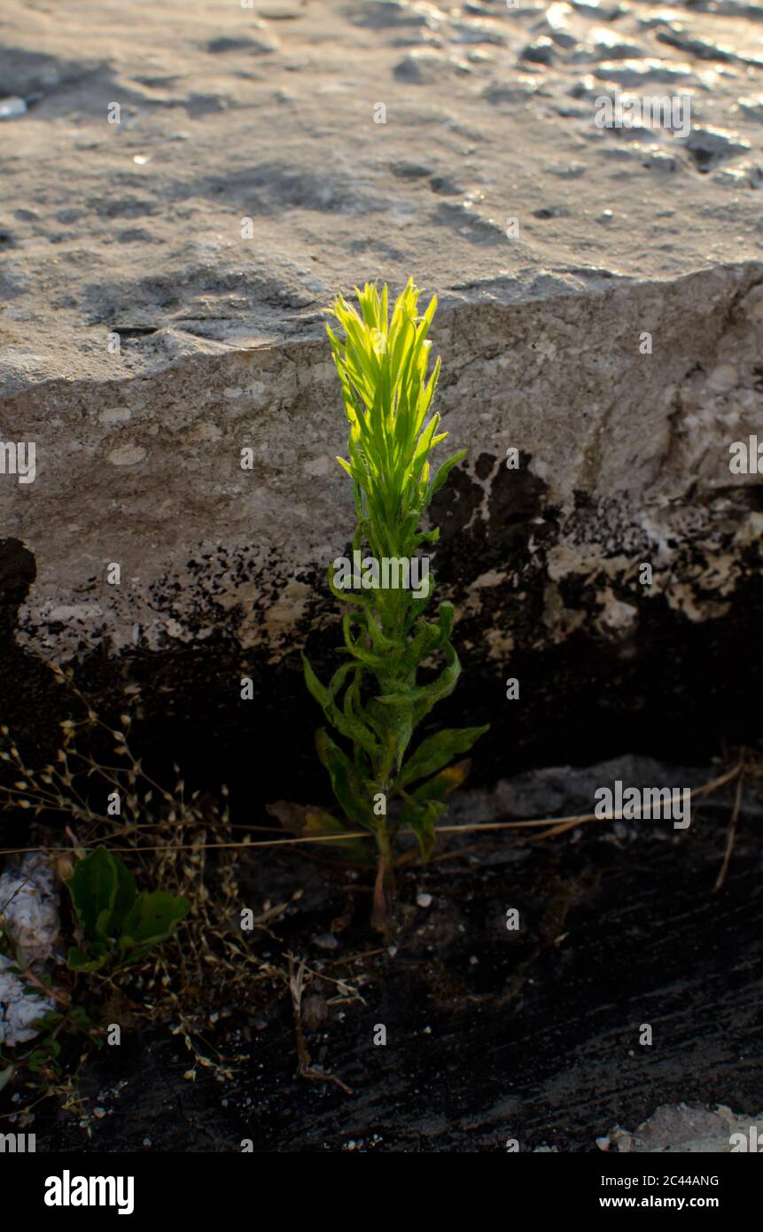 green plant growing on cracked stone, close up, lighten by sunlight ...