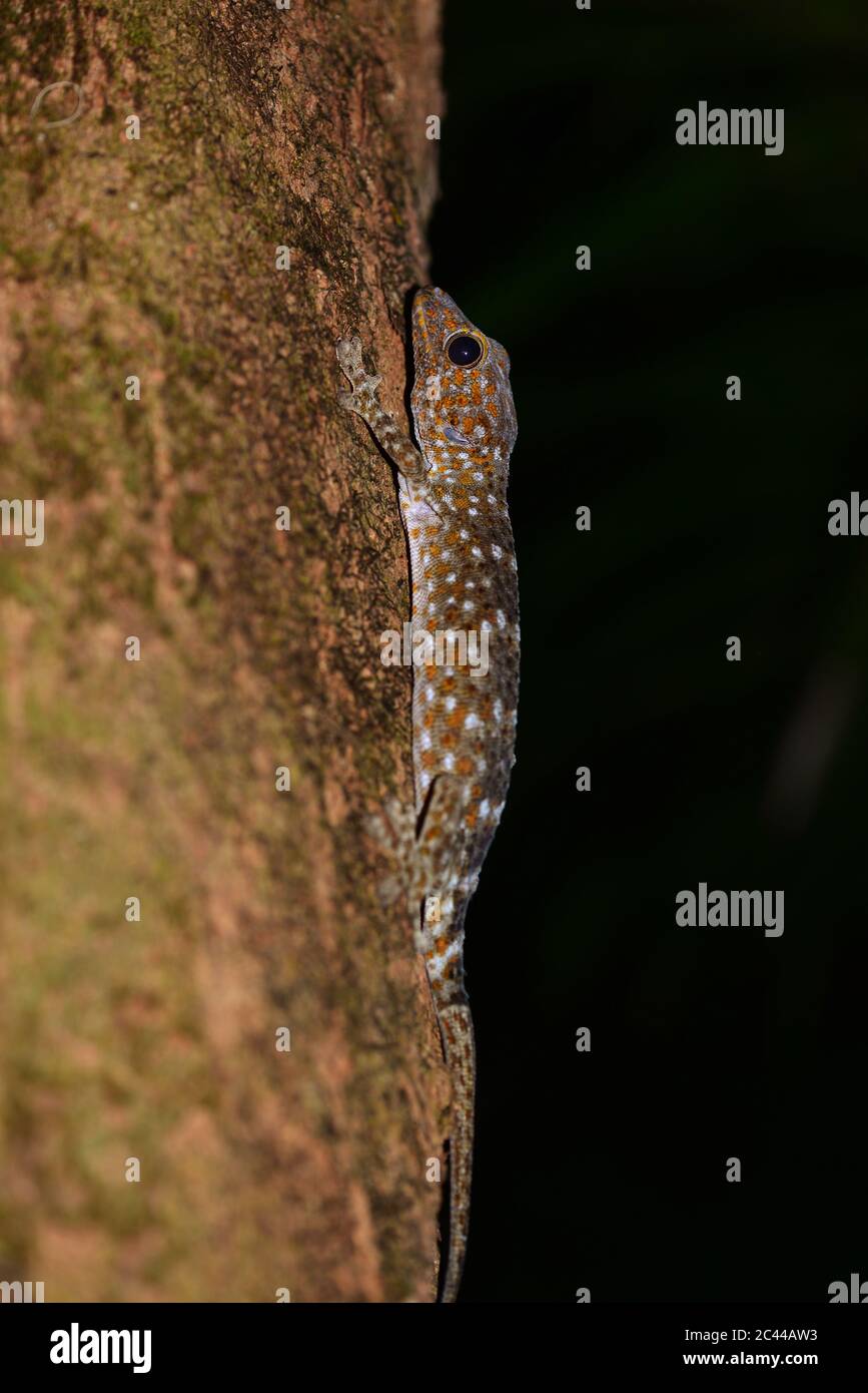 Gekko gecko on a tree hi-res stock photography and images - Alamy