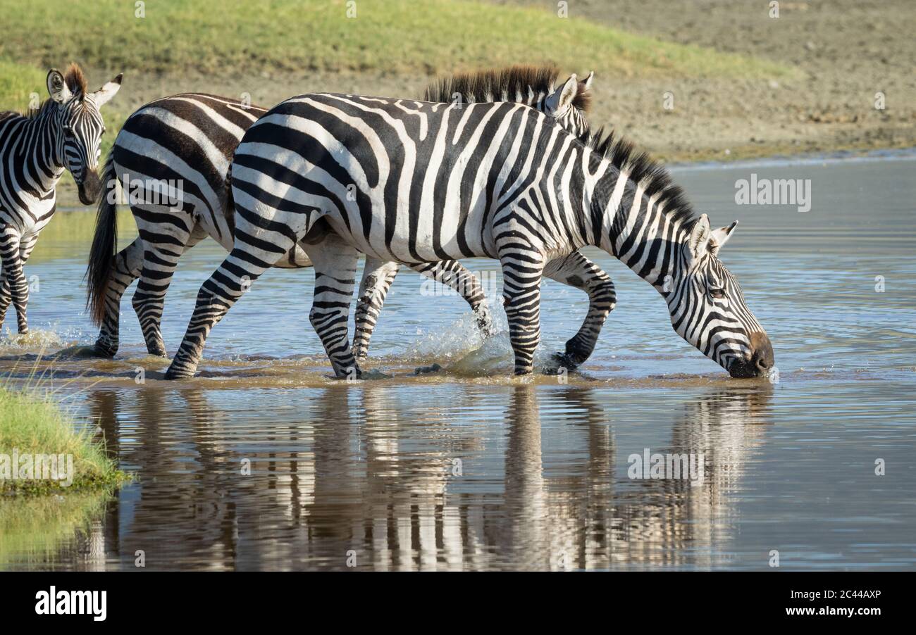 Cute Animals Drinking Water