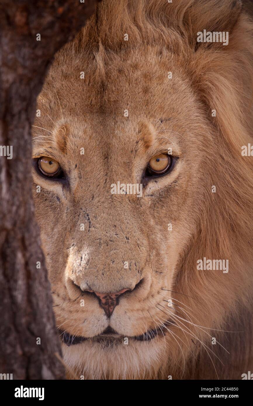 Lion Face Look Albino Lion Model