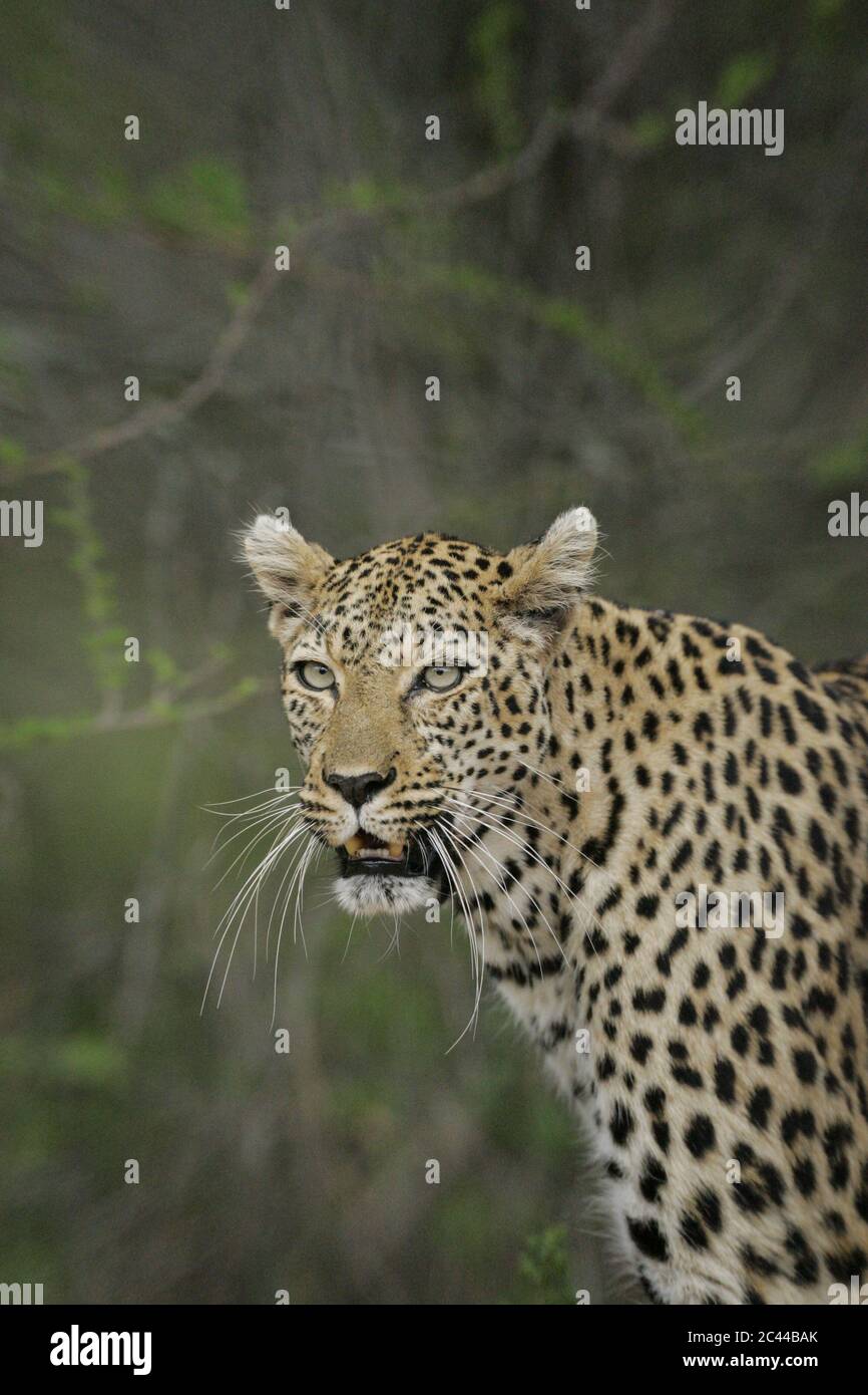 Vertical portrait of an old male leopard with long whiskers with green ...
