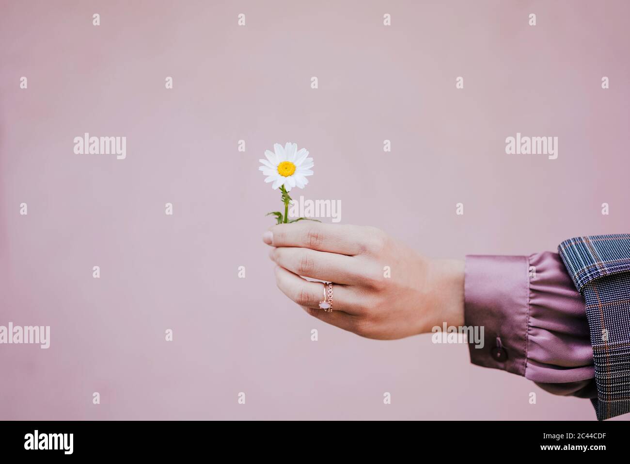 Womans hand holding marguerite hi-res stock photography and images - Alamy