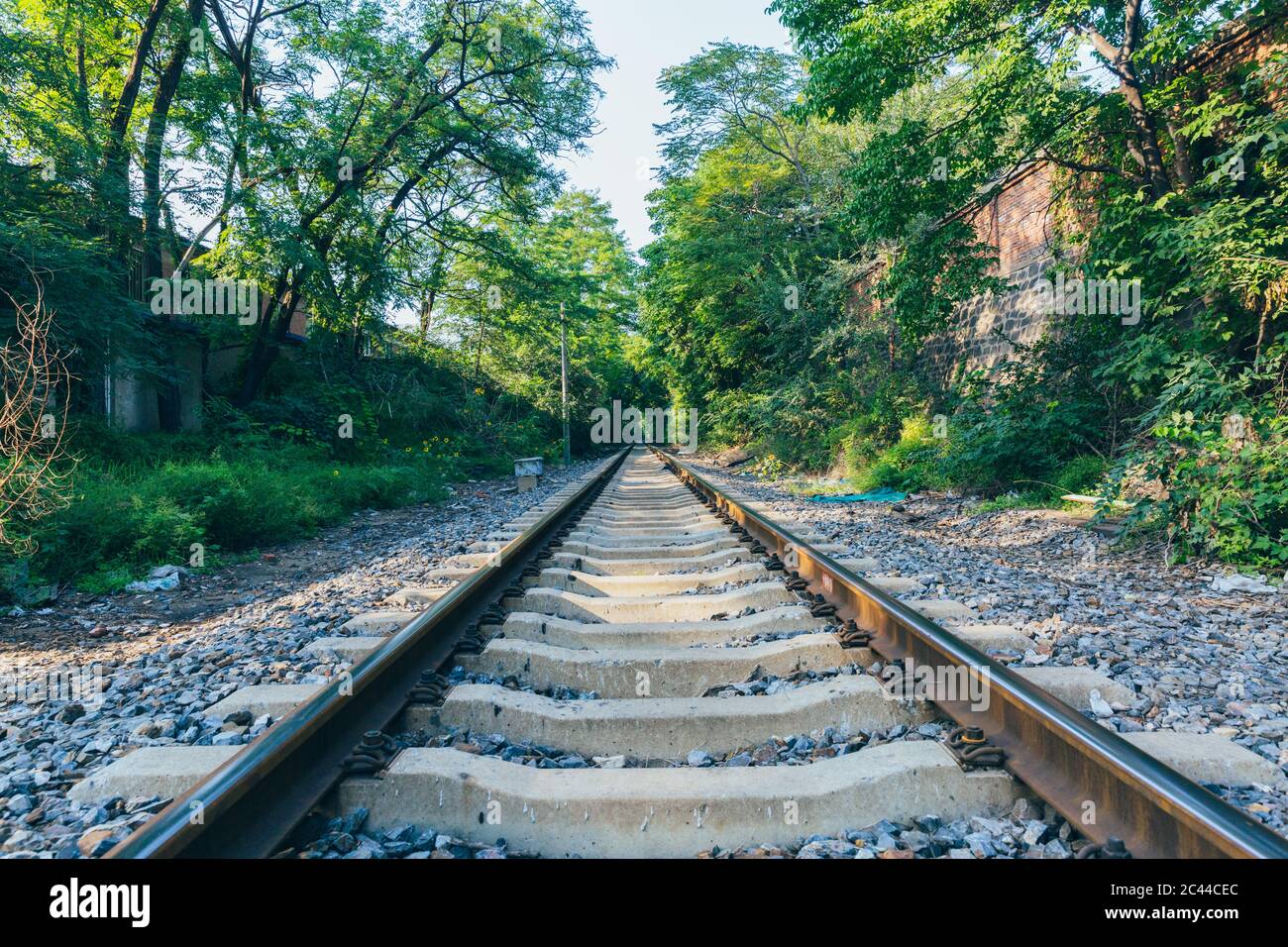 Outdoor green forest and extended railway track Stock Photo - Alamy