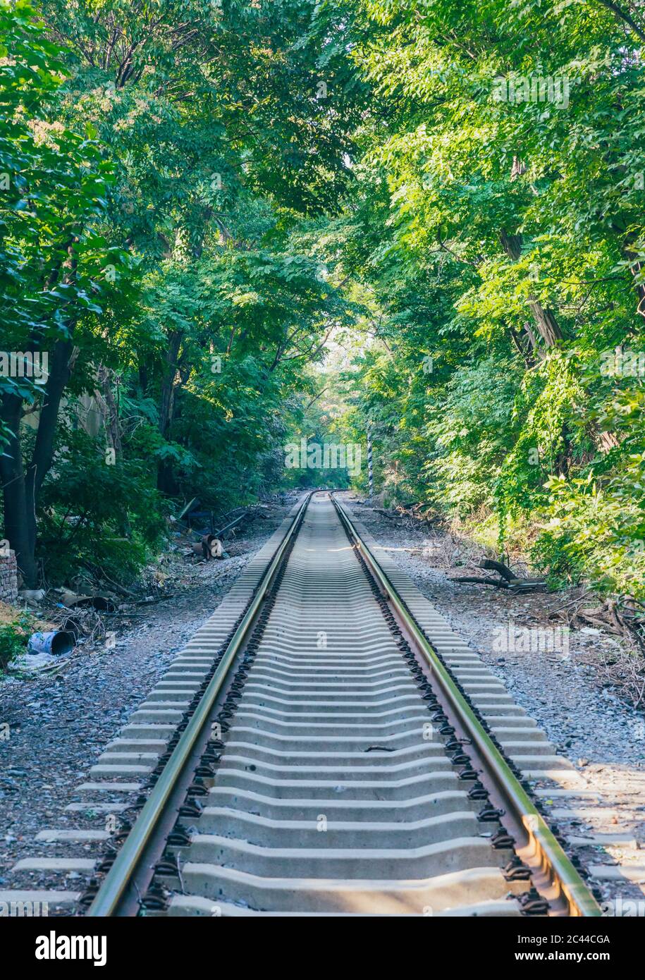 Outdoor green forest and extended railway track Stock Photo - Alamy