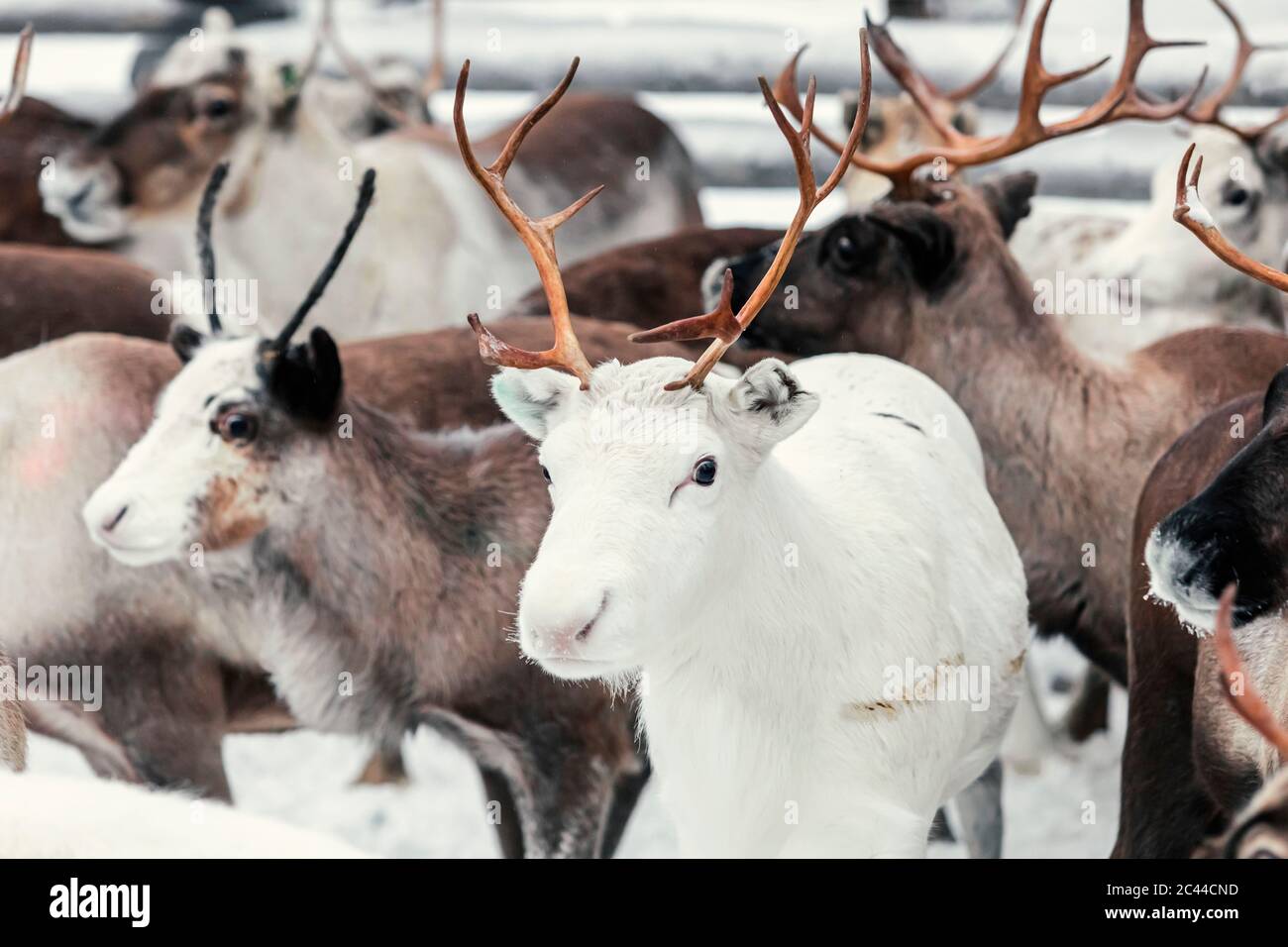 Reindeers hi-res stock photography and images - Alamy