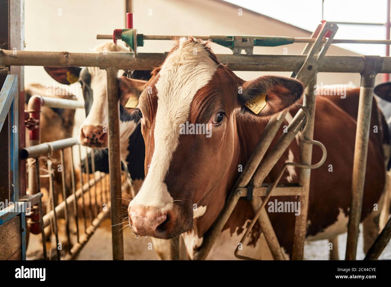 Cattle standing in animal pen at barn Stock Photo - Alamy