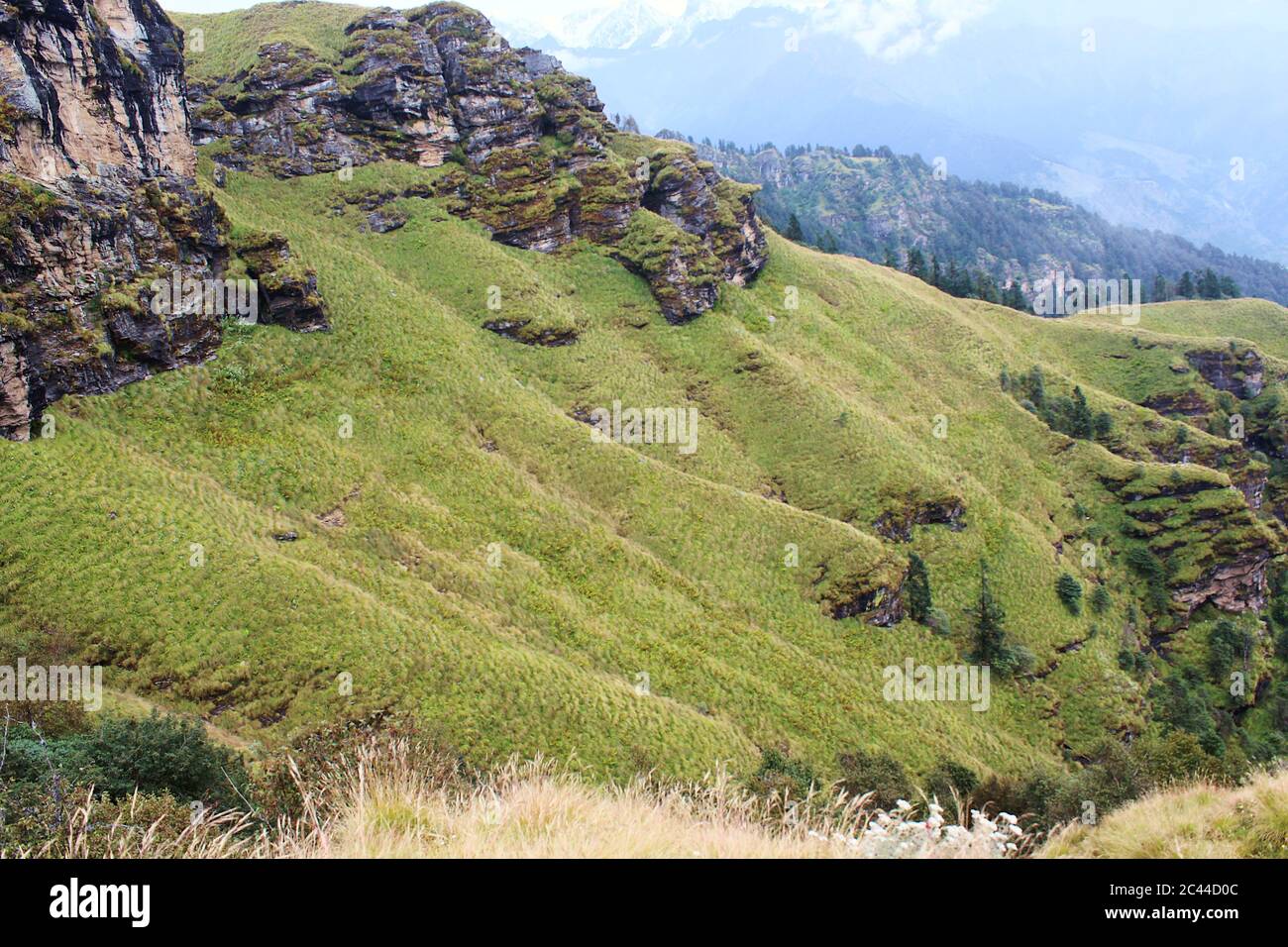 a grassy slope in the valley of Himalaya Stock Photo - Alamy