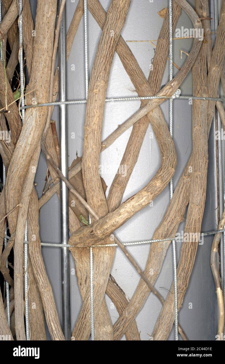 Branches of a tree Stock Photo - Alamy