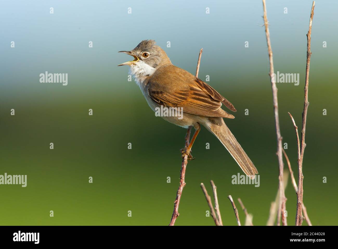 Cornish hedge hi-res stock photography and images - Alamy