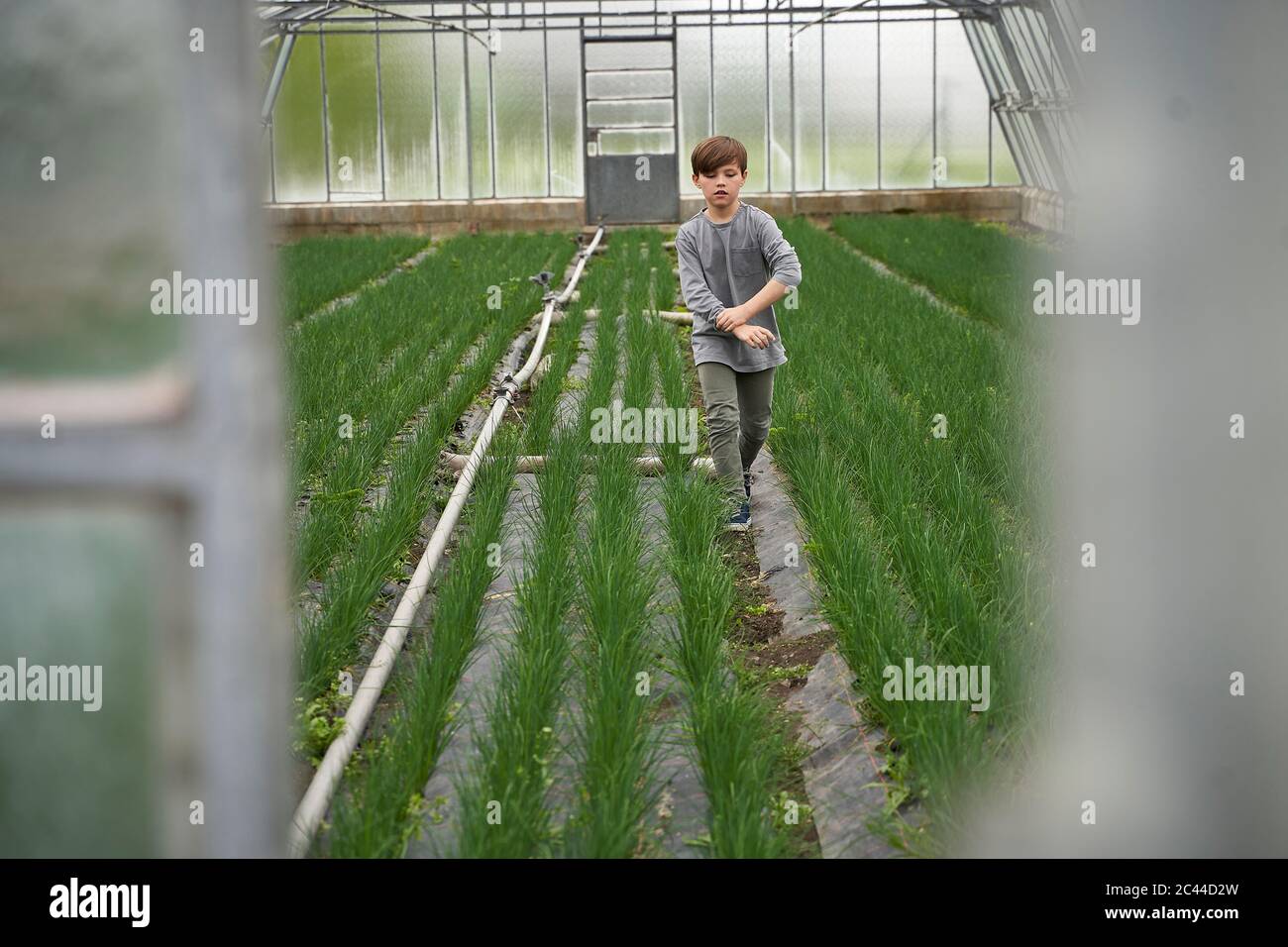Greenhouse rows hi-res stock photography and images - Alamy
