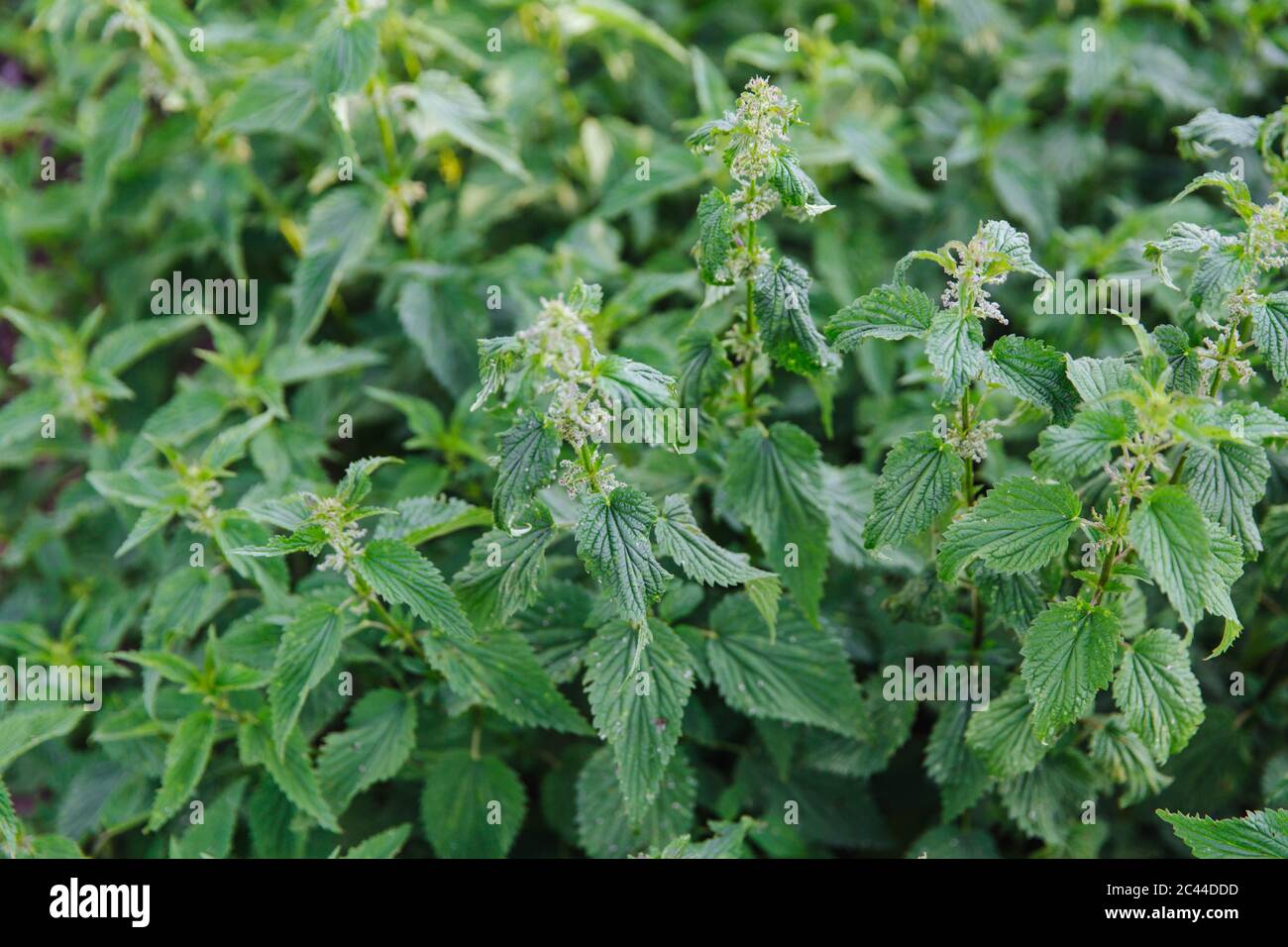 Nettle with green leaves. Nettle plants grow in the ground. Concept of ...