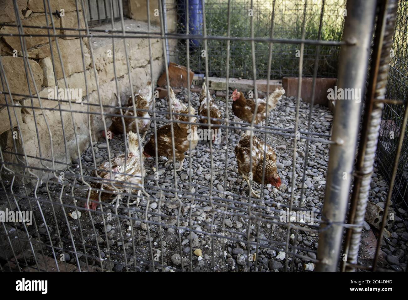 Broiler hen in chicken coop hi-res stock photography and images - Alamy