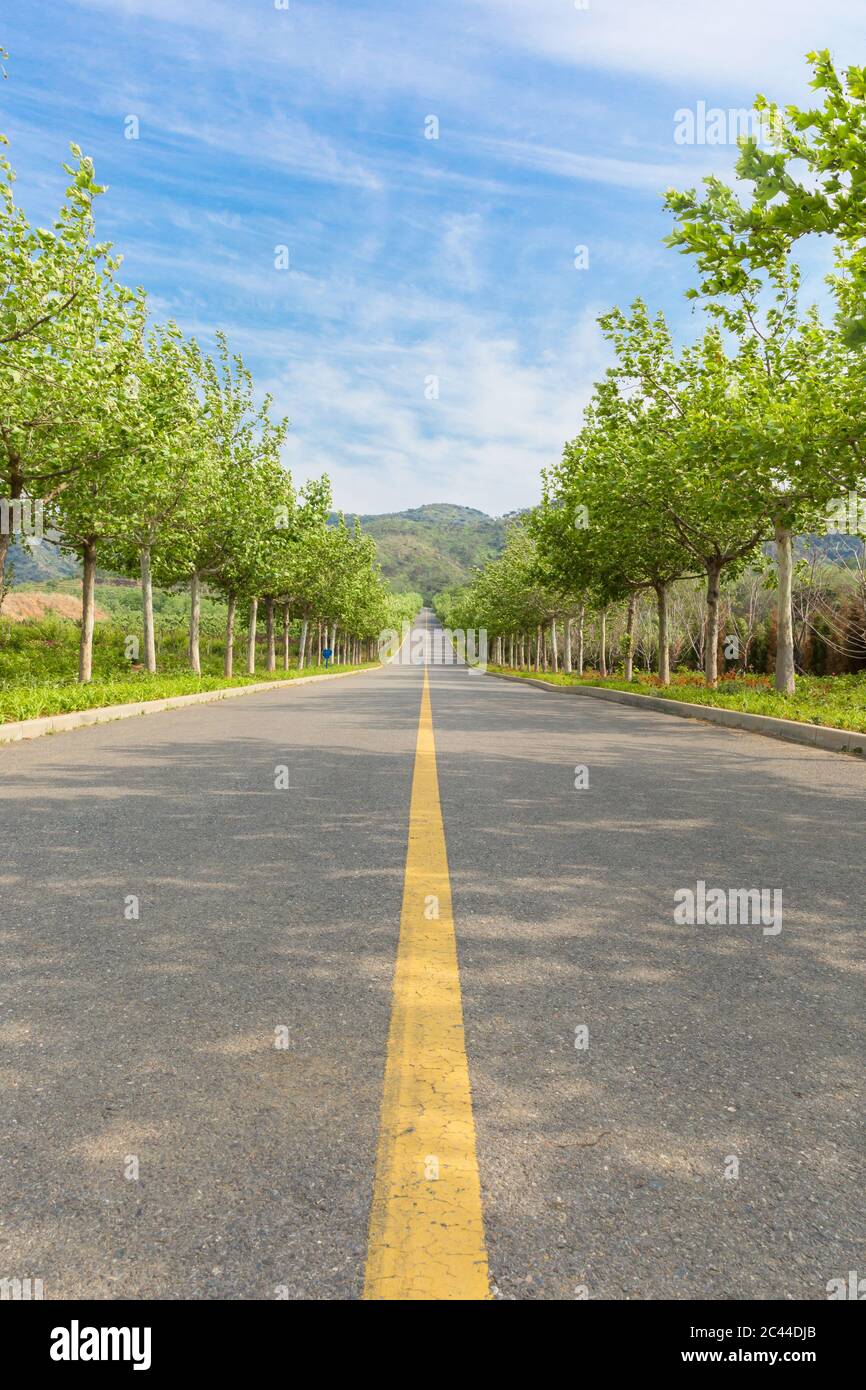 Outdoor wide straight road and roadside trees Stock Photo - Alamy