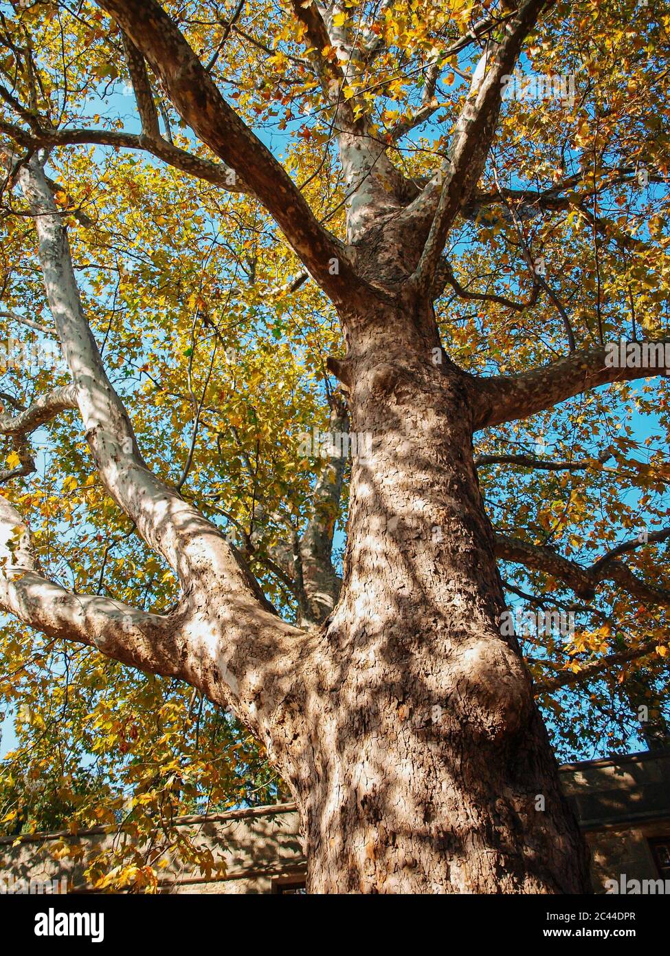 Leaves and fruits of a plane tree. A branch of a sycamore tree with a ...