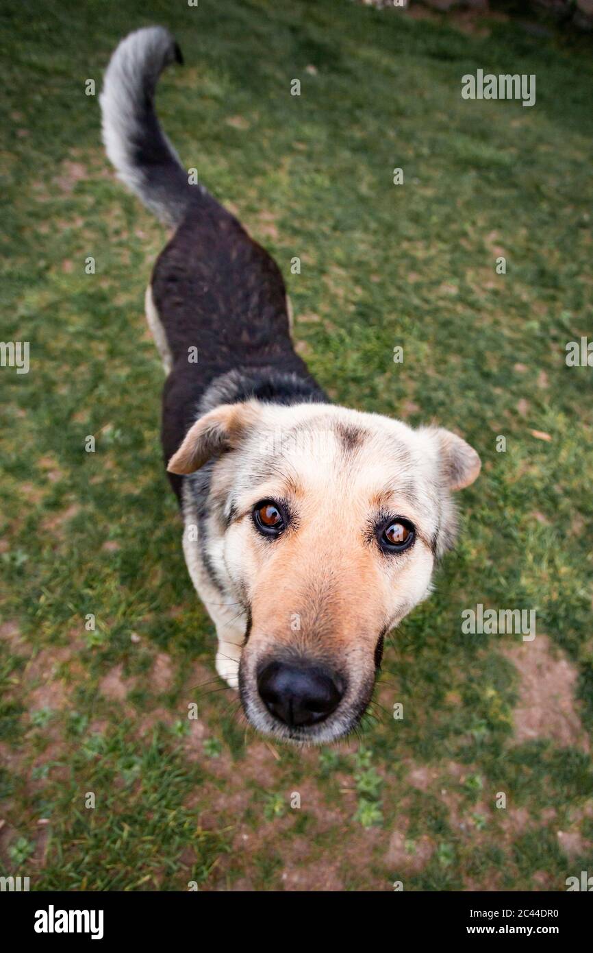 Portrait of brown dog looking up at camera Stock Photo - Alamy