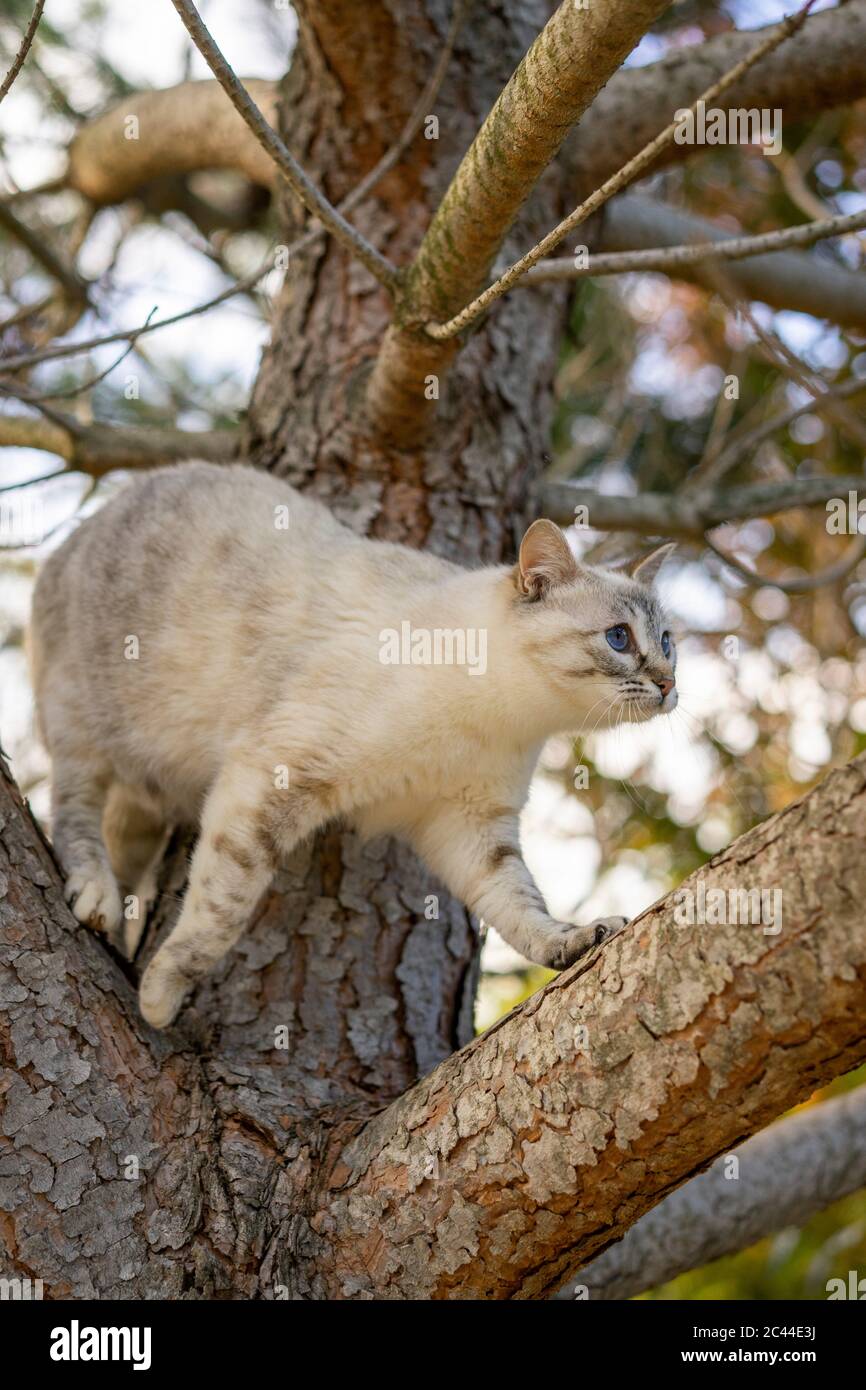 Cat on tree hi-res stock photography and images - Alamy