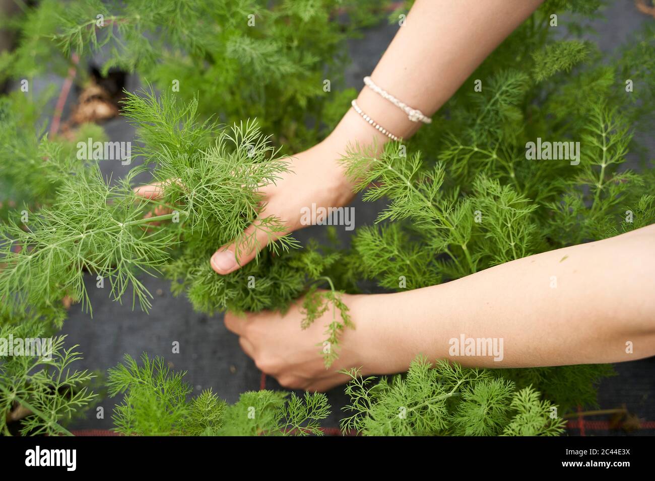 Girl picking dill green house hi-res stock photography and images - Alamy