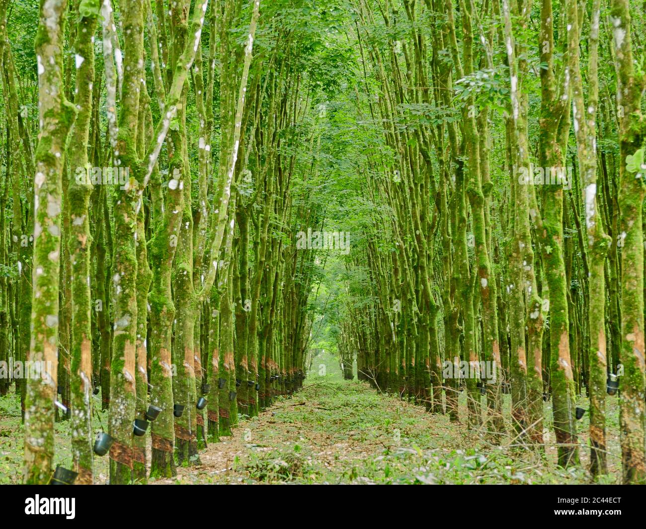 Cameroon, Pongo-Songo, Path between green rubber trees (Hevea ...