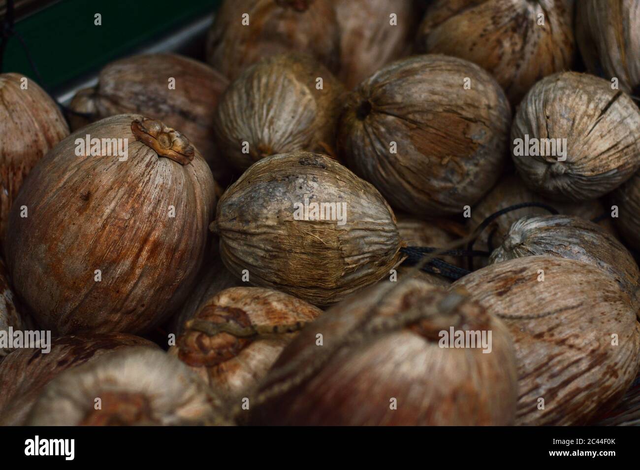 Macapuno coconut tree hi-res stock photography and images - Alamy
