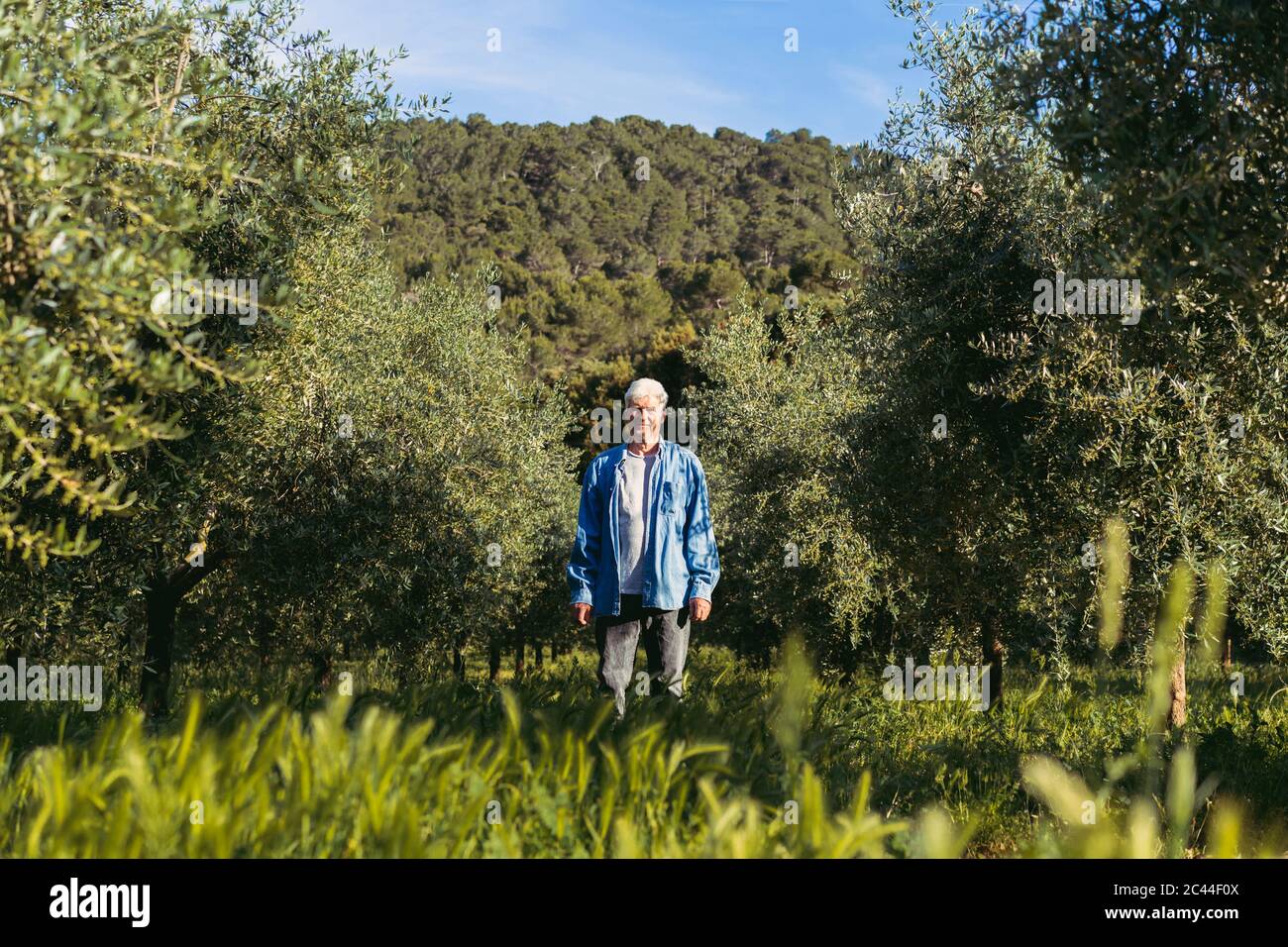 Man between trees hi-res stock photography and images - Alamy