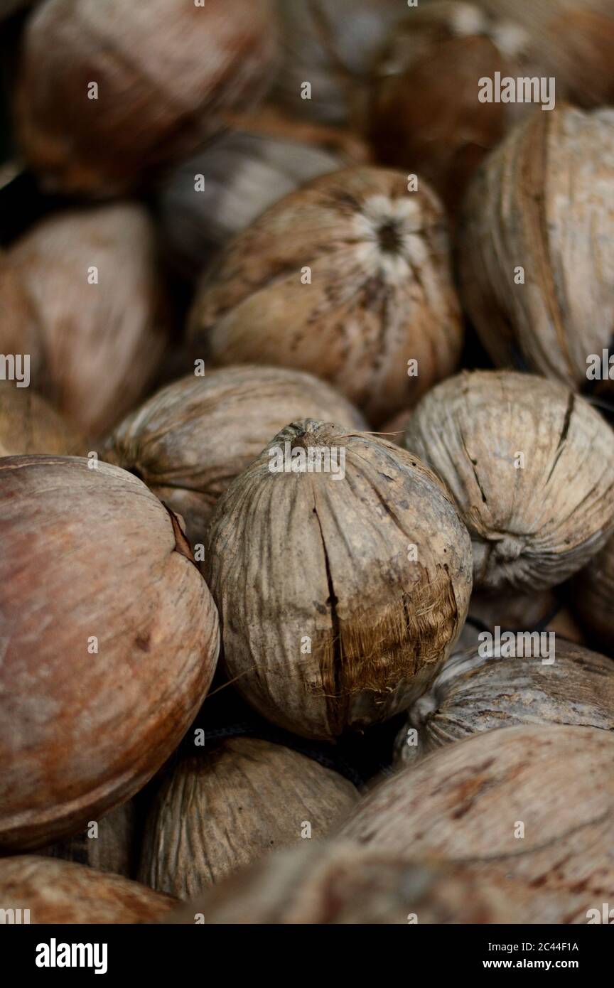 Macapuno coconut tree hi-res stock photography and images - Alamy