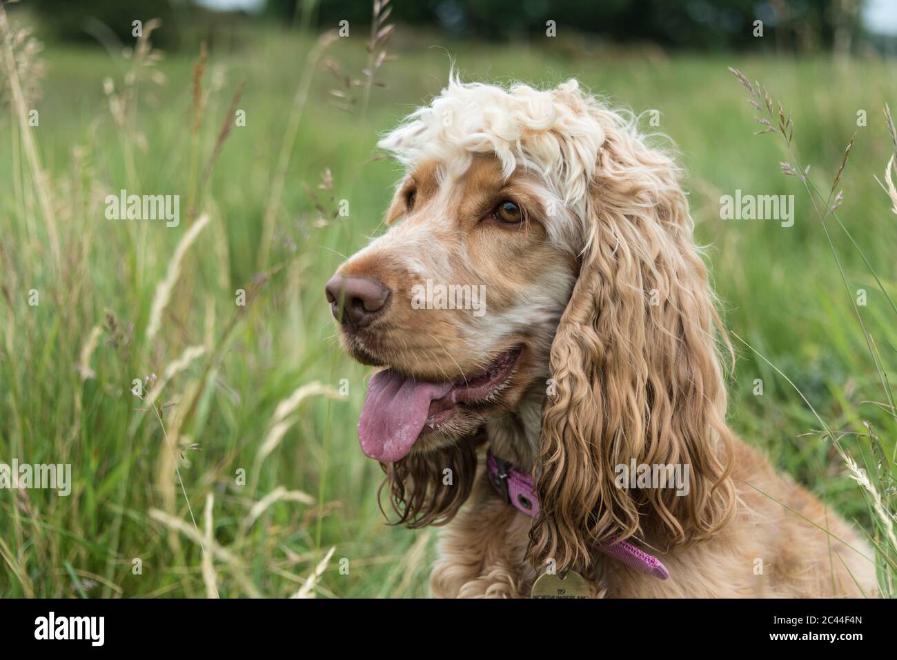 Cocker Spaniel in the long grass Stock Photo - Alamy