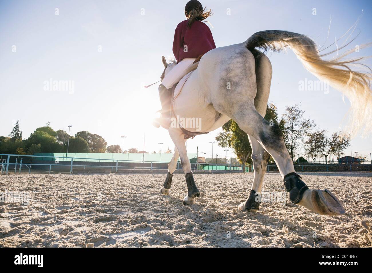 Rear view of jockey girl riding white horse on training ground at ranch ...