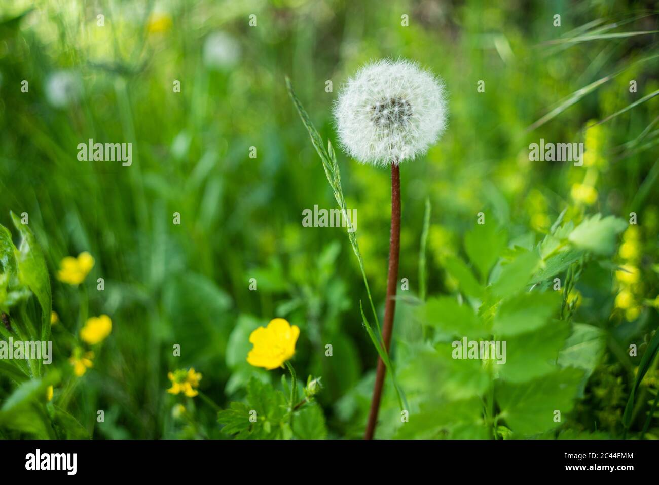 Single dandelion plant hi-res stock photography and images - Alamy