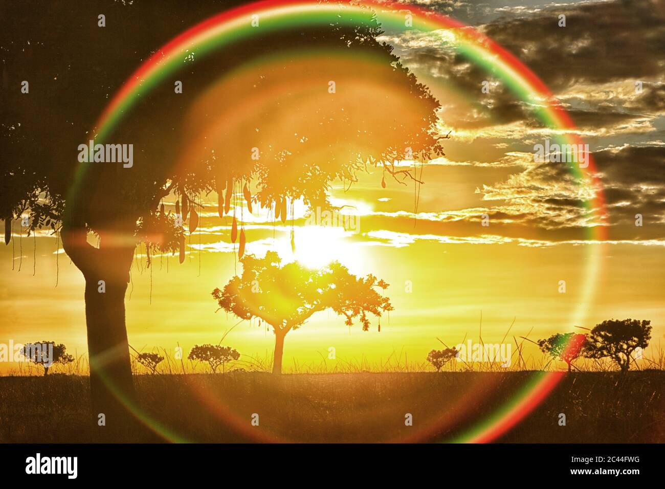 Democratic Republic of Congo, Garamba National Park at moody sunset ...