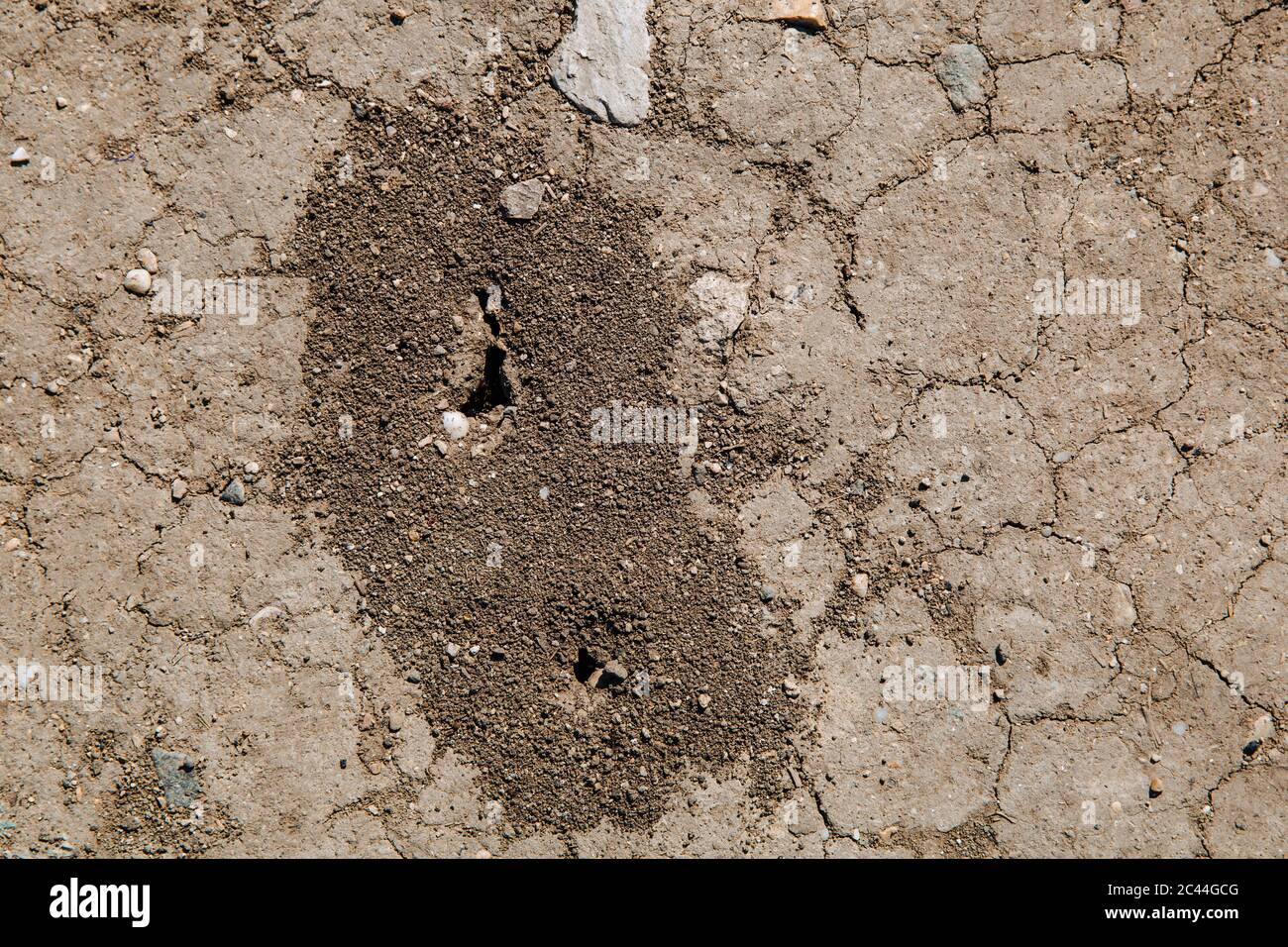 Clay ant hi-res stock photography and images - Alamy