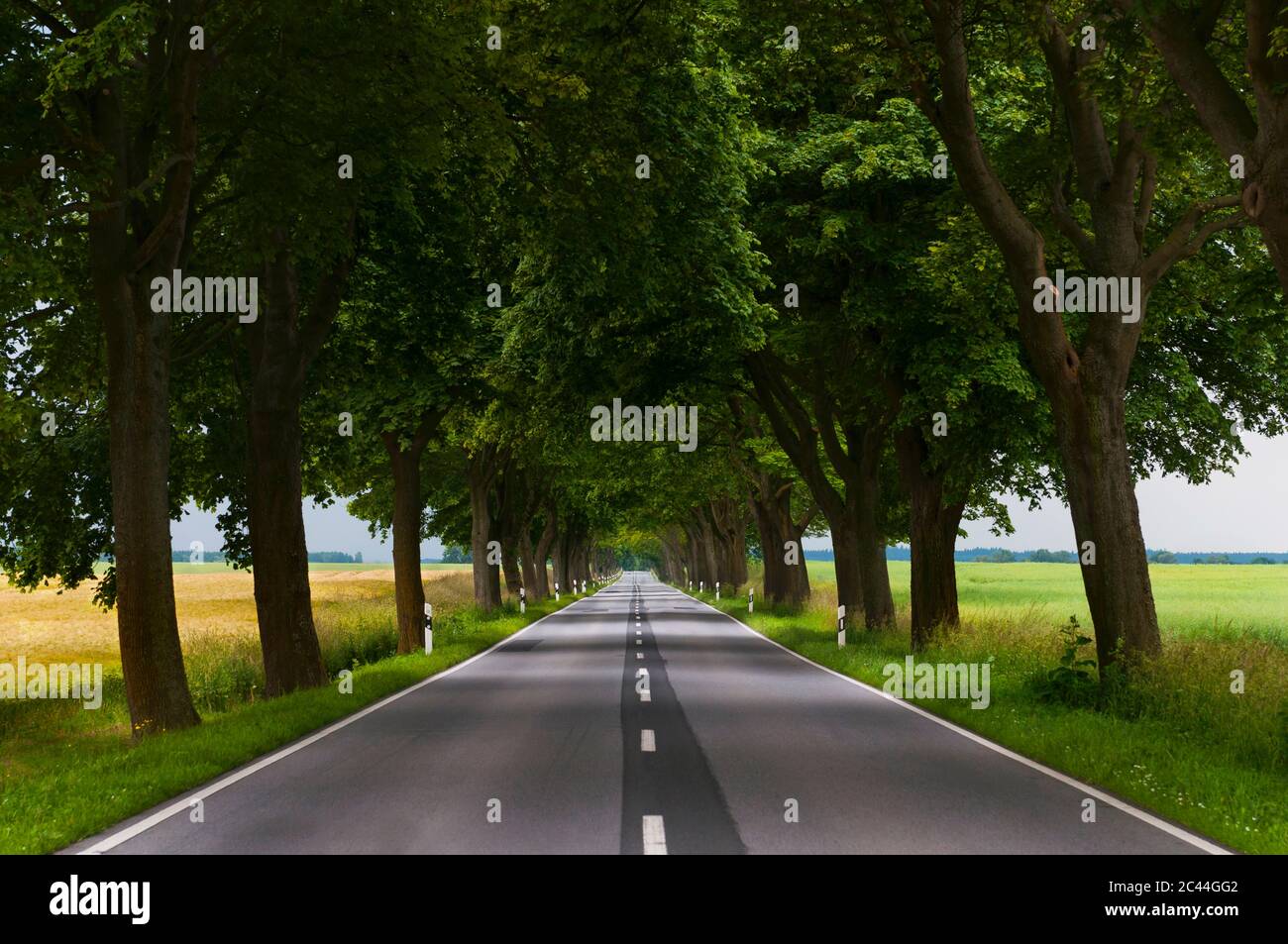 Straight line of trees hi-res stock photography and images - Alamy