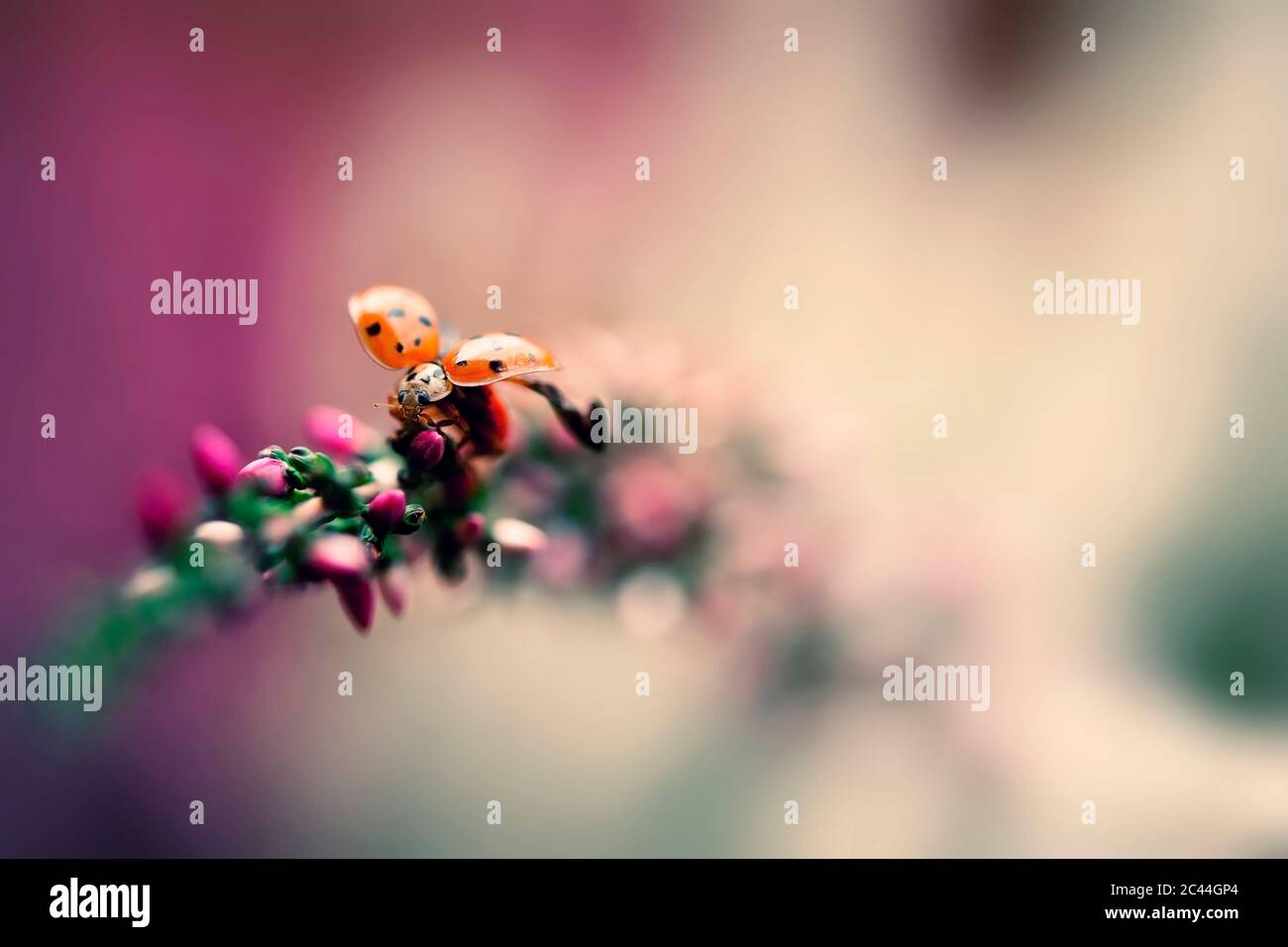 Ladybird crawling hi-res stock photography and images - Alamy