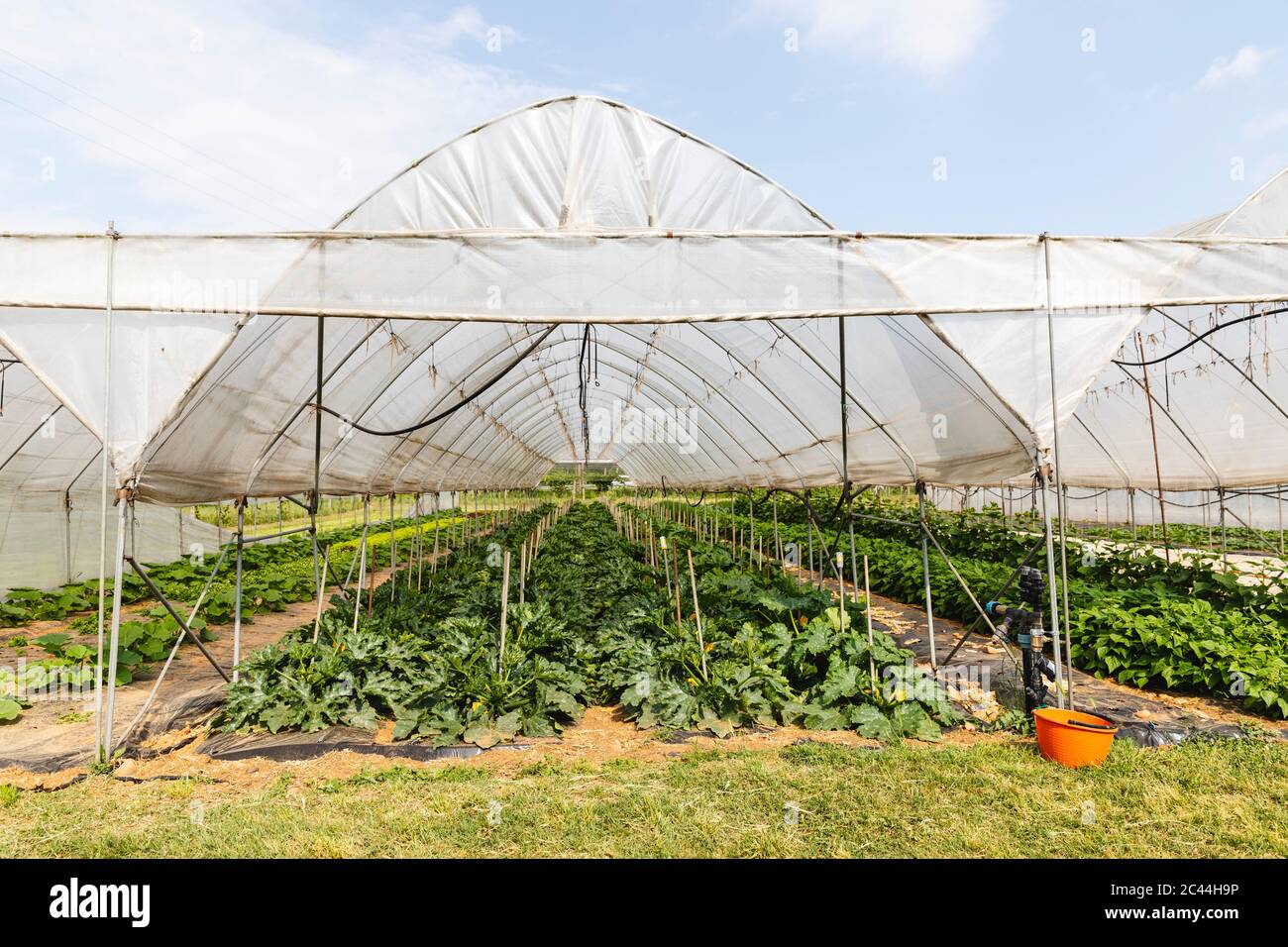 Organic farming, greenhouse with net Stock Photo - Alamy