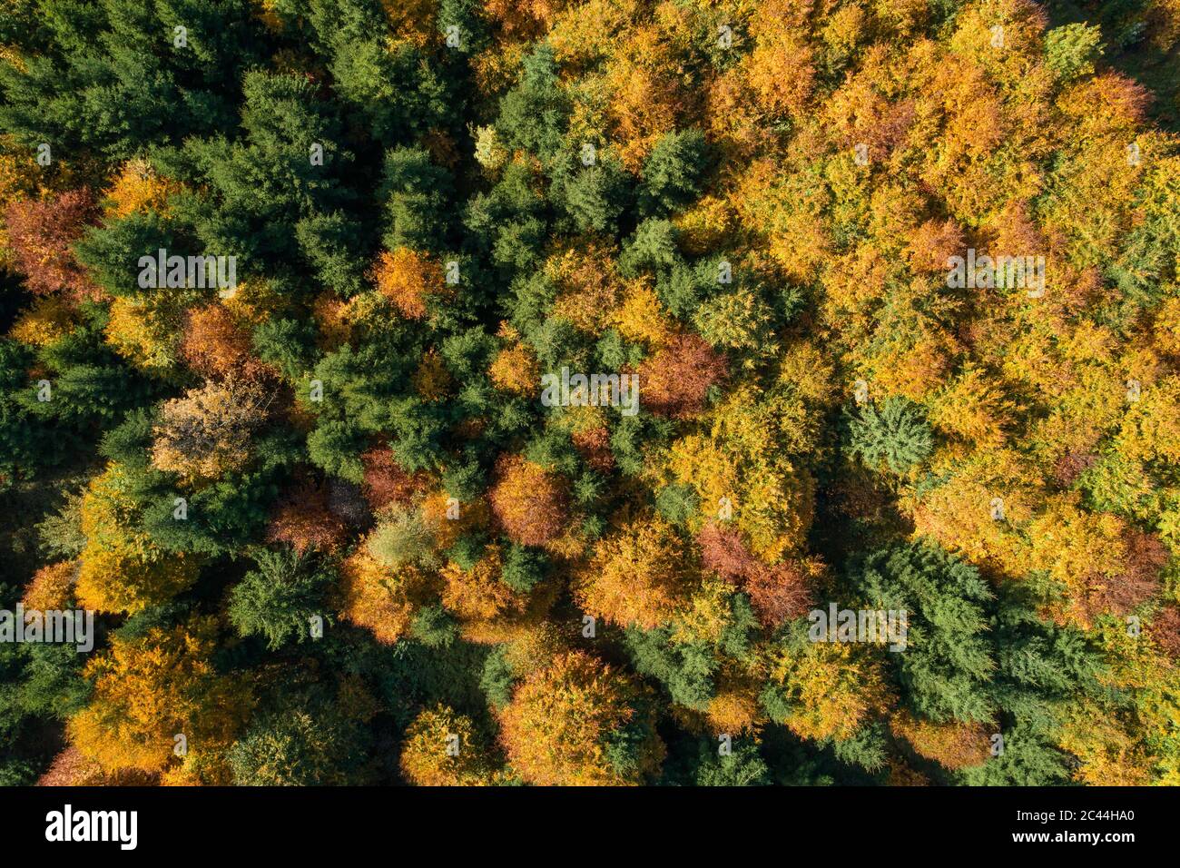 Aerial view autumn deciduous forest hi-res stock photography and images ...
