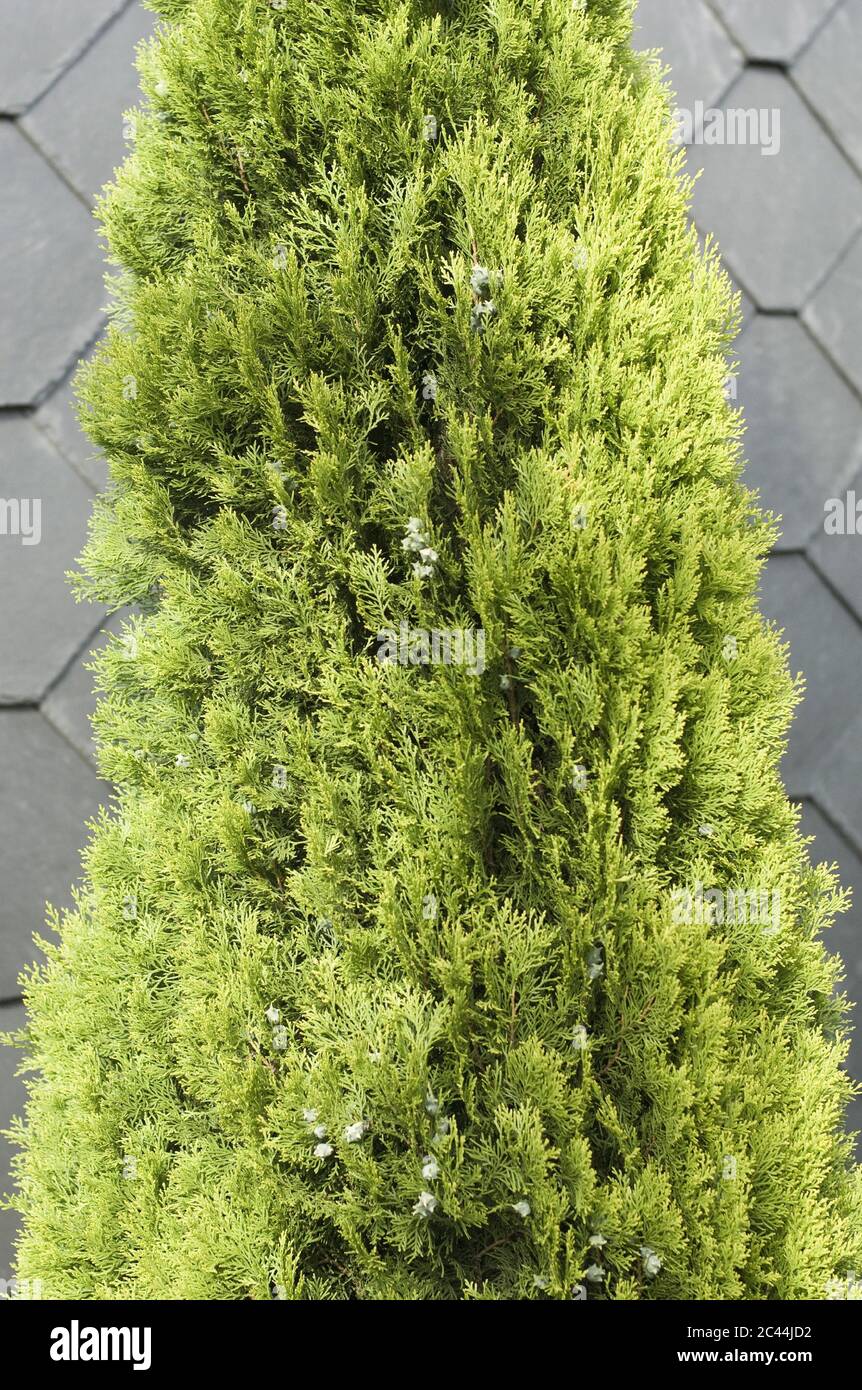 Tree of life in front of a house facade Stock Photo - Alamy