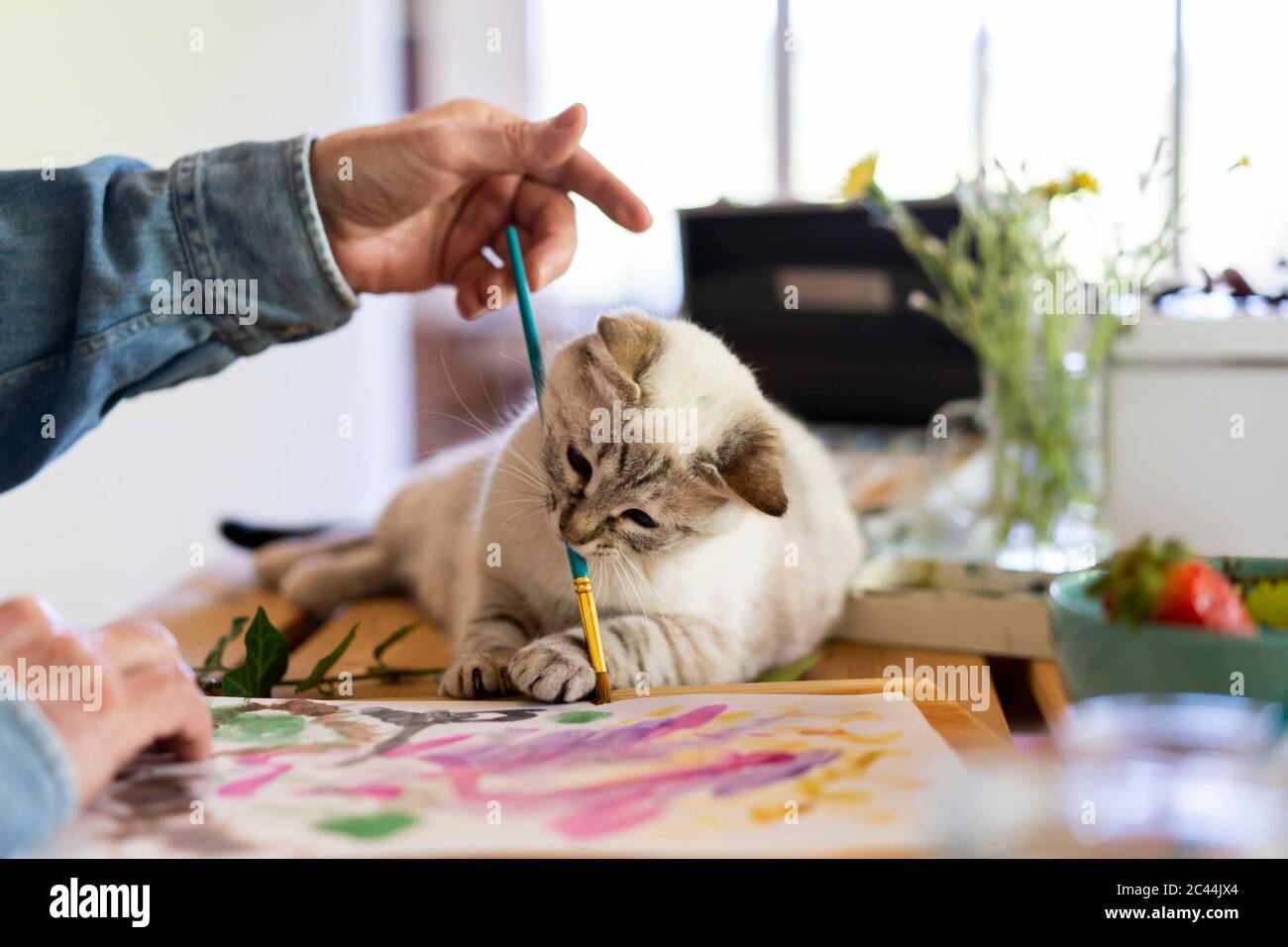 Cute cat holding paintbrush in mouth with senior man at home Stock ...