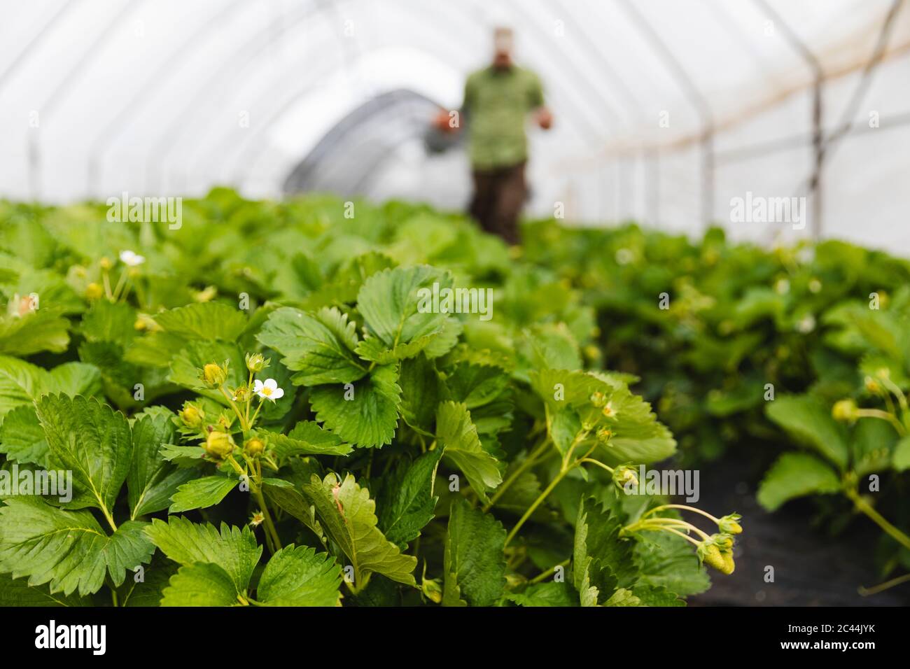 Organic strawberry cultivation Stock Photo - Alamy